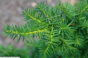 Yew Shrub Guide: How to Grow Yews – Yard and Garage