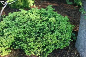 Yew Shrub Guide: How to Grow Yews – Yard and Garage