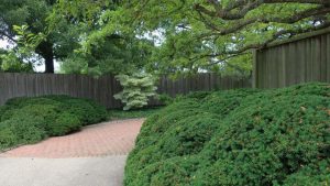 Yew Shrub Guide: How to Grow Yews – Yard and Garage