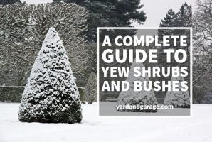 Yew Shrub Guide: How to Grow Yews – Yard and Garage