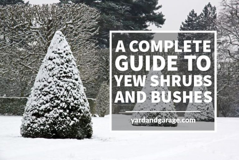 Yew Shrub Guide: How to Grow Yews – Yard and Garage