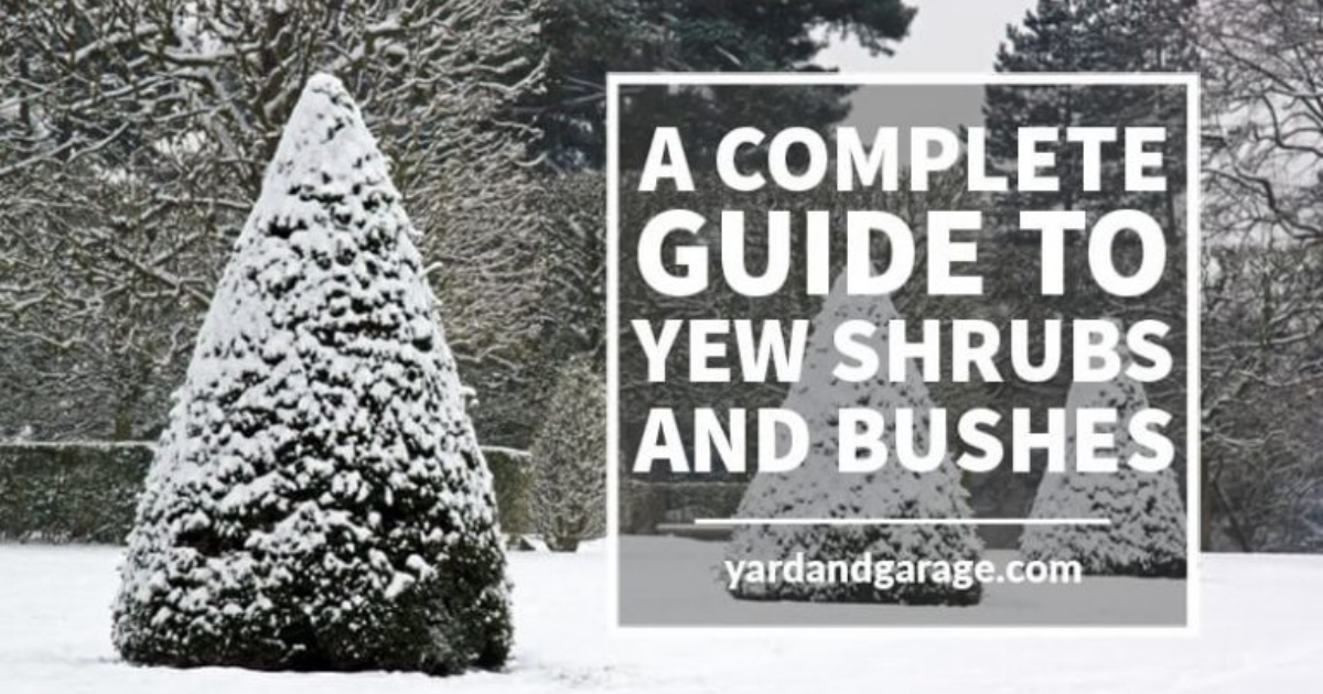 Yew Shrub Guide: How to Grow Yews – Yard and Garage