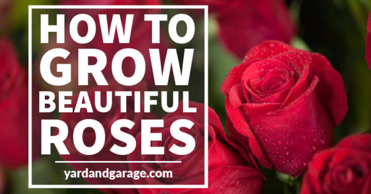 Growing Roses – The Guide to Beautiful Rose Bushes – Yard and Garage