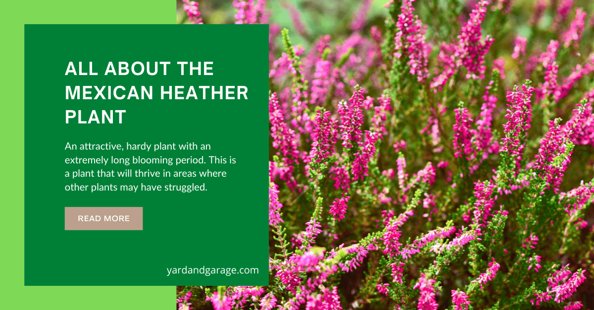 Mexican Heather – A Hardy Plant for Your Garden – Yard and Garage