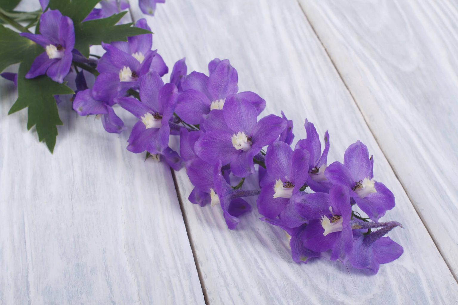 Beautiful Poisonous Flowers in Your Garden – Yard and Garage