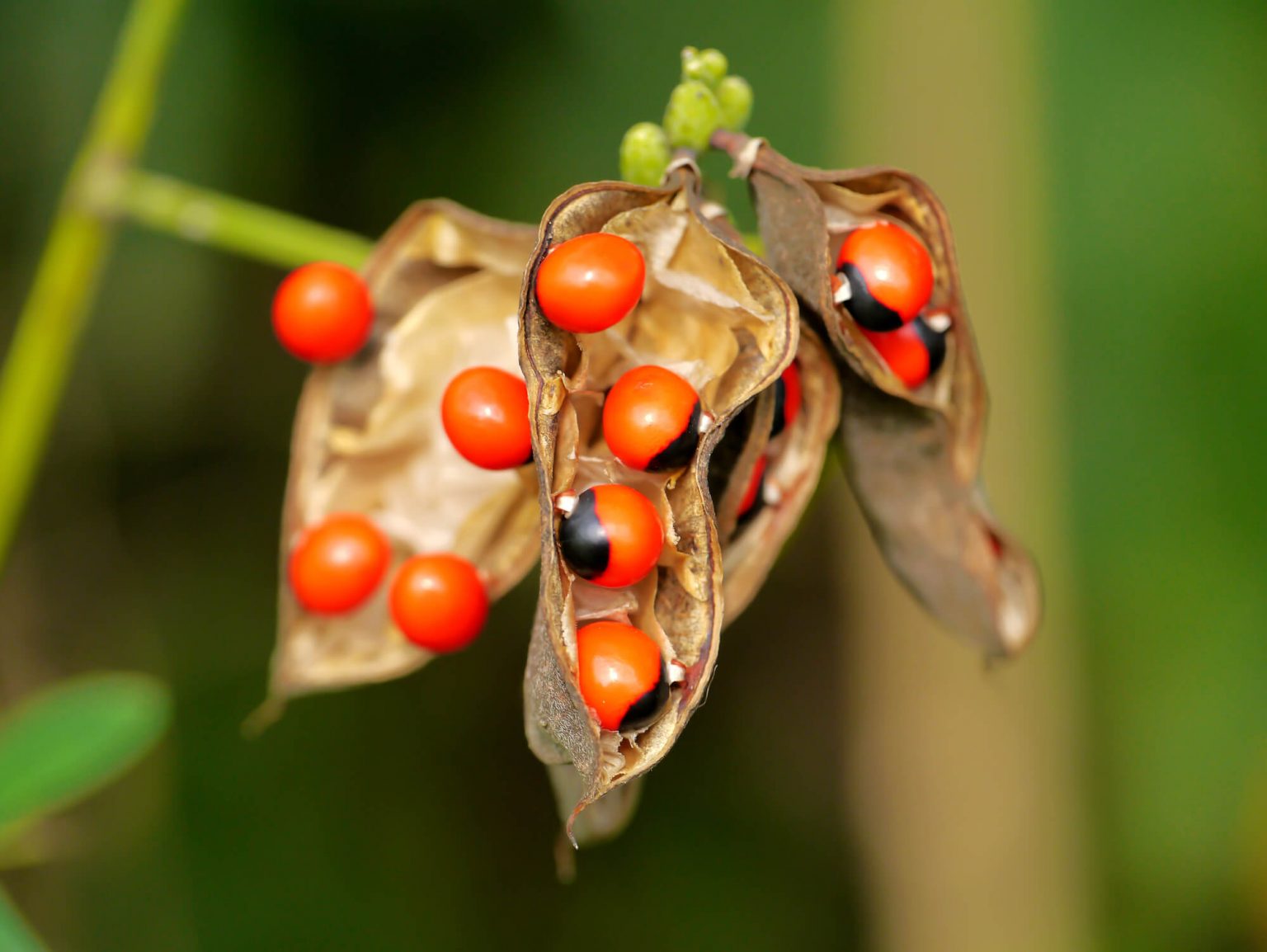Beautiful Poisonous Flowers in Your Garden – Yard and Garage