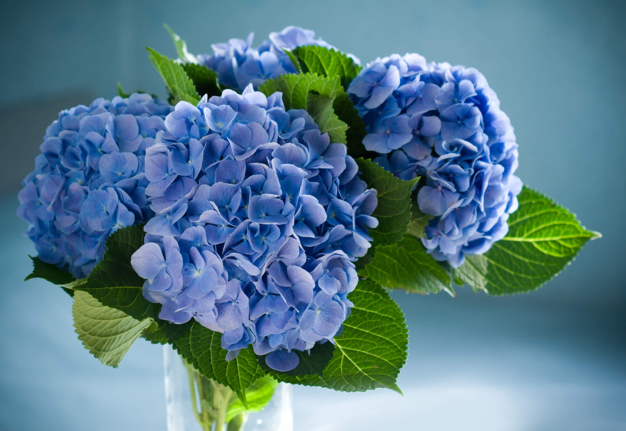 Beautiful Poisonous Flowers in Your Garden – Yard and Garage