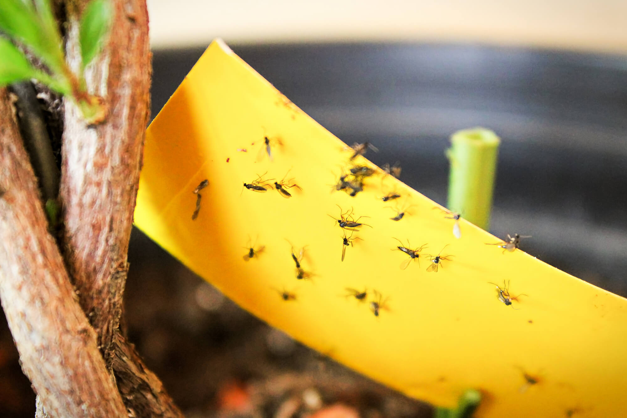 How to Get Rid of Fungus Gnats – Yard and Garage
