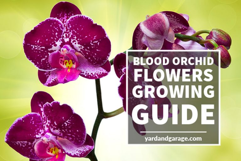 Blood Orchid Flowers Growing Guide – Yard and Garage