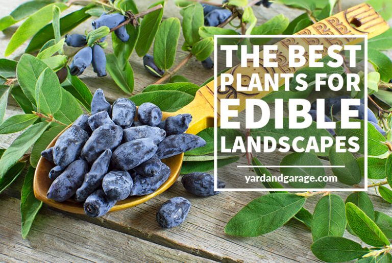 What Are The Best Plants For an Edible Landscape? – Yard and Garage