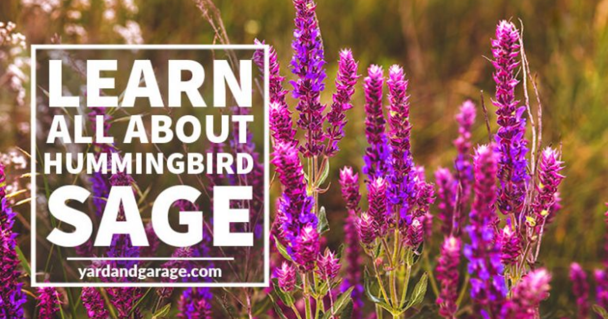All About Hummingbird Sage (Salvia spathacea) – Yard and Garage