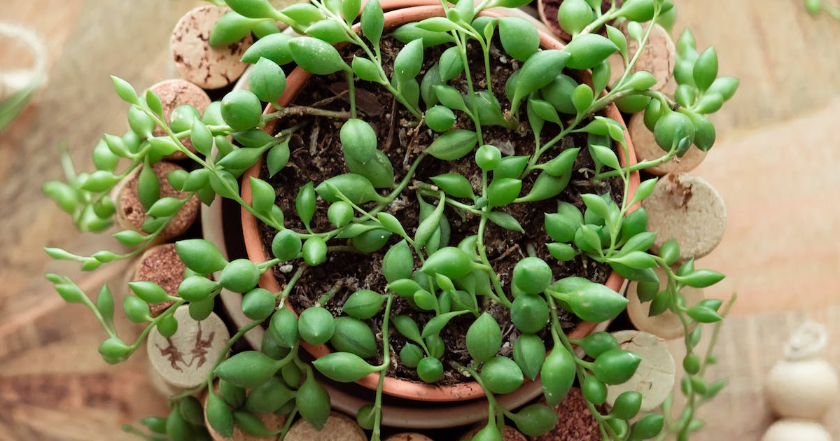 Variegated String of Pearls: The Complete Guide – Yard and Garage